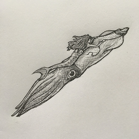 squid | Albino Kraken